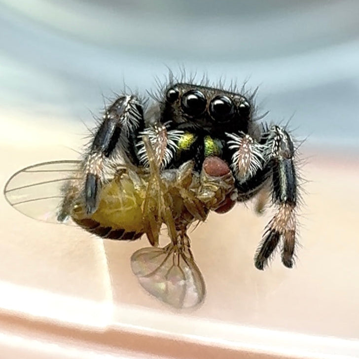 Jumping spider food |Spider Cafe | Meal Worms | Fruit Flies – Opus Vita